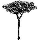 BIMcomponents.com — Tree 12 Elev 16