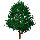 BIMcomponents.com — Tree Deciduous 01 16