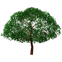 BIMcomponents.com — Tree Deciduous 04 16