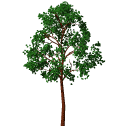 BIMcomponents.com — Tree Deciduous 06 16