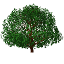 BIMcomponents.com — Tree Deciduous 07 16