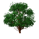 BIMcomponents.com — Tree Deciduous 09 16