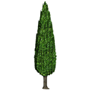 BIMcomponents.com — Tree Evergreen 16