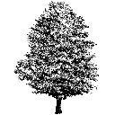 BIMcomponents.com — Tree Elevation 17