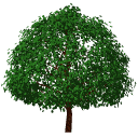 BIMcomponents.com — Tree Deciduous 02 17