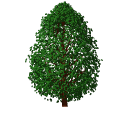 BIMcomponents.com — Tree Deciduous 05 17