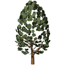 BIMcomponents.com — Tree Deciduous 11 17