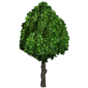 BIMcomponents.com — Tree Deciduous 12 17