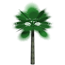BIMcomponents.com — Tree Fan Palm 17