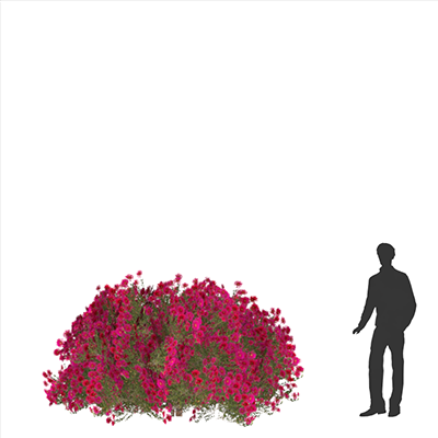 BIMcomponents.com — AR Demo Iceplant Bush Medium