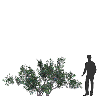 BIMcomponents.com — AR Demo Mastic Bush Medium