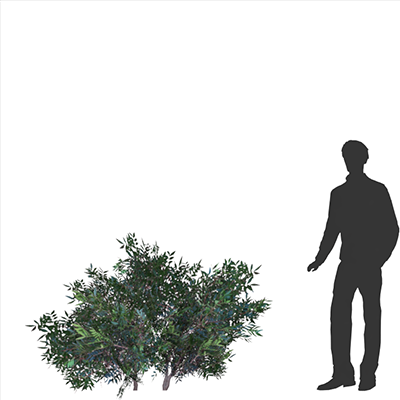 BIMcomponents.com — AR Demo Mastic Bush Small