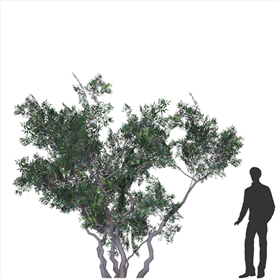 BIMcomponents.com — AR Demo Mastic Bush Tall
