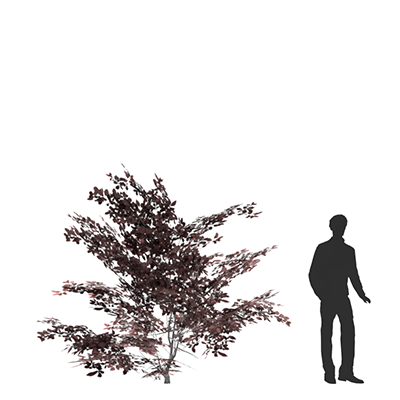 BIMcomponents.com — AR Demo Purple leaf plum Bush Large