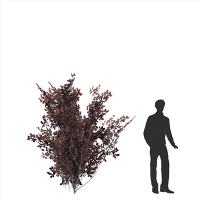 BIMcomponents.com — AR Demo Purple leaf plum Bush Slim