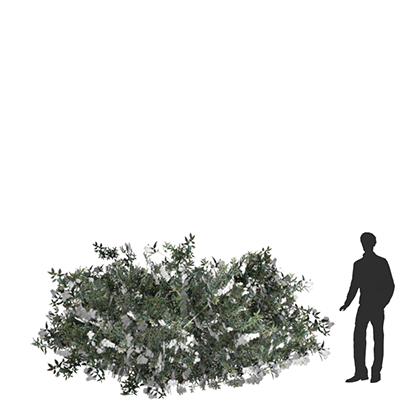 BIMcomponents.com — AR Demo Rose Iceberg Bush Medium