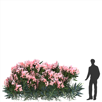 BIMcomponents.com — AR Demo Oleander Bush Low