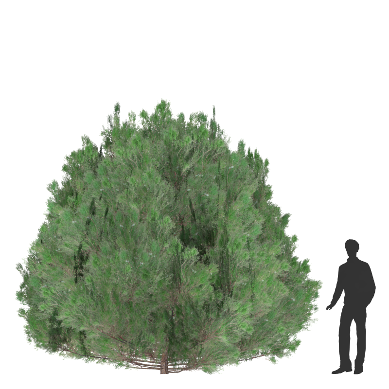 BIMcomponents.com — AR Demo Oriental Arborvitae Bush Large