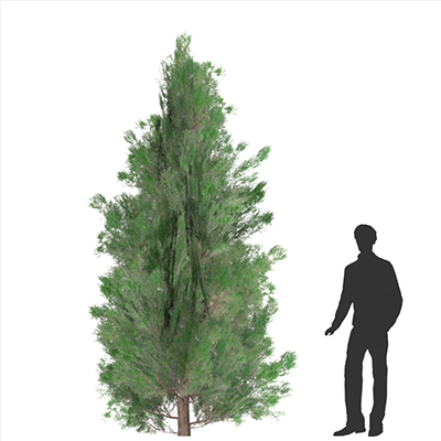 BIMcomponents.com — AR Demo Oriental Arborvitae Bush Slim