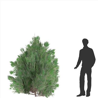 BIMcomponents.com — AR Demo Oriental Arborvitae Bush Small