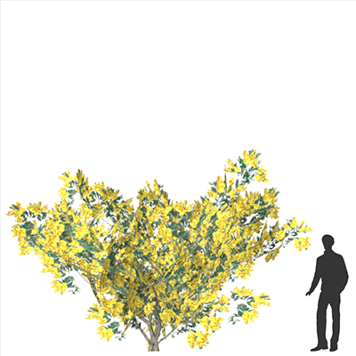 BIMcomponents.com — AR Demo Silver Wattle Bush Medium