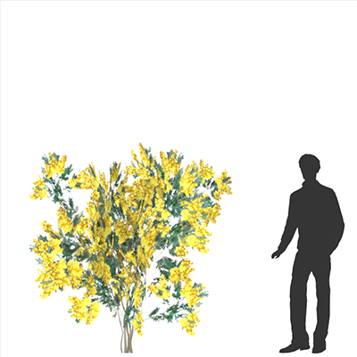 BIMcomponents.com — AR Demo Silver Wattle Bush Small