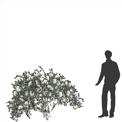 BIMcomponents.com — AR Demo Viburnum Bush Small