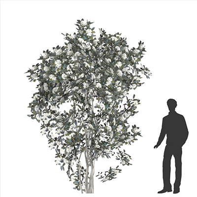 BIMcomponents.com — AR Demo Viburnum Bush Tall