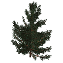 BIMcomponents.com — Pine1_GWL