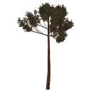 BIMcomponents.com — Pine2_GWL