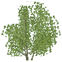 BIMcomponents.com — PictBox_Bush2_GWL