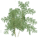 BIMcomponents.com — PictBox_Bush3_GWL