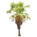 BIMcomponents.com — PictBox_Palm_Small_GWL