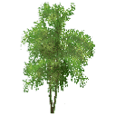 BIMcomponents.com — PictBox_Willow_GWL